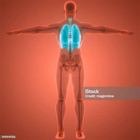다이어프램 해부학을 가진 인간 호흡기 시스템 폐 3차원 형태에 대한 스톡 사진 및 기타 이미지 3차원 형태 X 레이 가스 교환 Istock