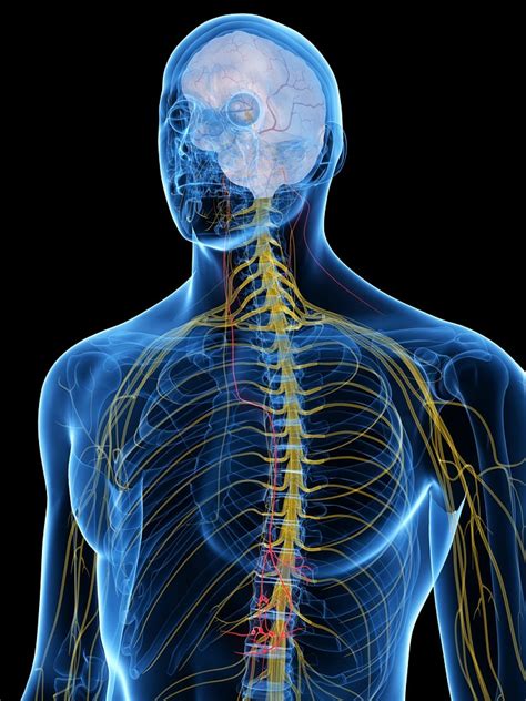 19 Factors That May Stimulate Your Vagus Nerve Naturally Selfdecode Health