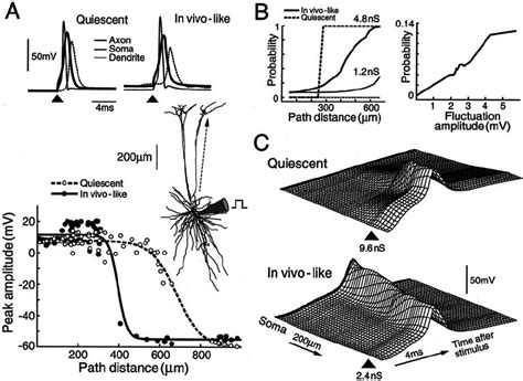 Dendritic Action Potential Initiation And Propagation Under In Vivo