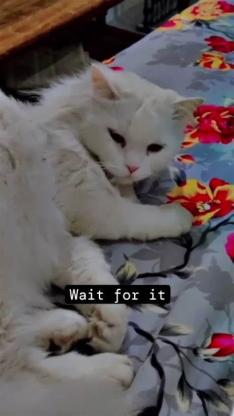 Code Master Portfolio Website Webdevelopment Htmlcoding Webdevelopment Webdevelopment