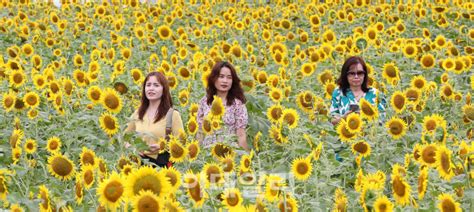 [포토]해바라기밭에서 인생샷 남겨보세요