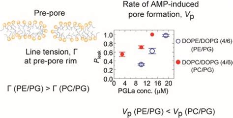 磷脂酰乙醇胺对抗菌肽 PGLa 诱导的孔形成的影响 The Journal of Physical Chemistry B X MOL