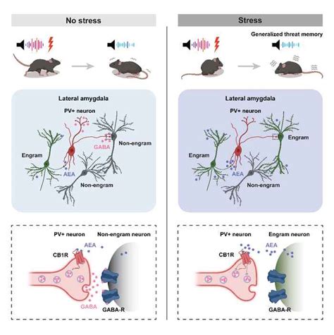 Unraveling Stress Induced Memory Generalization Sils University Of