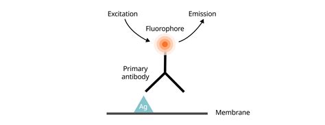 Colorimetric Detection Western Blot At Jeffrey Fishman Blog