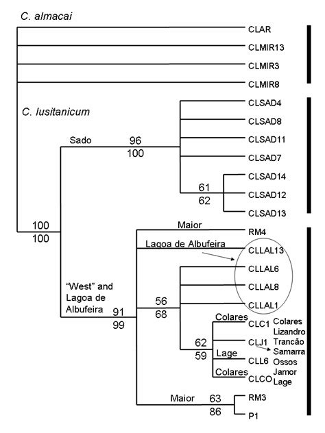 2 tree of cyt b based on mp analysis each haplotype was included only