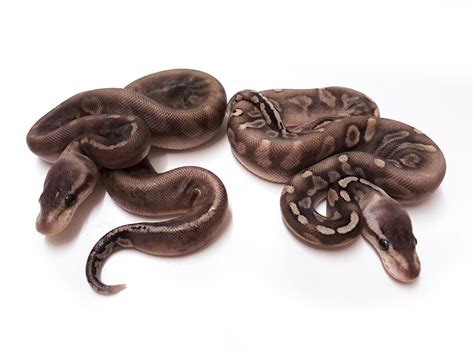 Black Pewter Ghost Ball Python