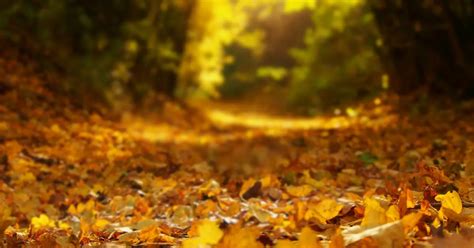 Tatay Tagalog Word My Tagalog