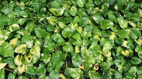 Epipremnum Aureum Devils Ivy Devils Vine Golden Pothos Ivy Arum Marble Queen Pothos