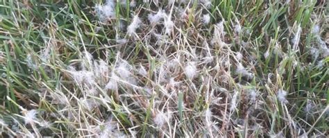 Pythium Blight Control Turfxpert