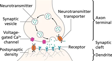 Excitatory And Inhibitory Neurotransmitters In Cns At James Stephens Blog