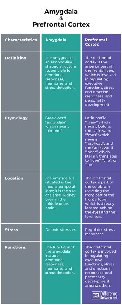 Difference Between The Amygdala And The Prefrontal Cortex Difference Between The Amygdala Vs