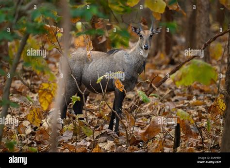 Male Indian Nilgai Blue Bull Standing In Dry Forest Habitat In Panna