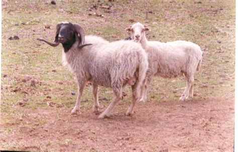 Tibetan Sheep Breeds