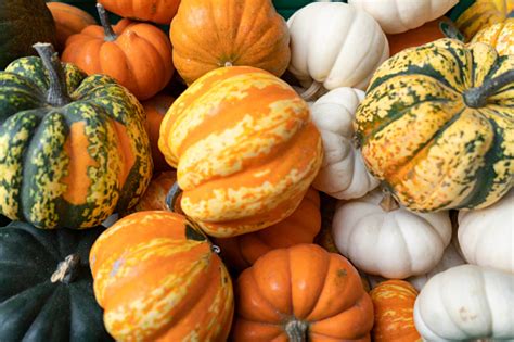 추수감사절과 할로윈 휴일 배경을 위한 여러 가지 빛깔의 가을 호박 호박 조롱박 야채 더미 0명에 대한 스톡 사진 및 기타 이미지 Istock