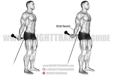 Lying Leg Curl Exercise Instructions And Video Weight Training Guide