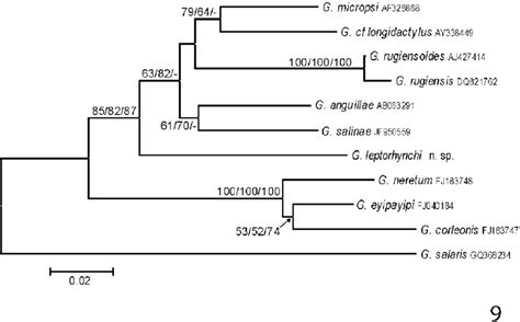 minimum evolution phylogenetic tree for 500 bp alignment of 5 8s rdna download scientific