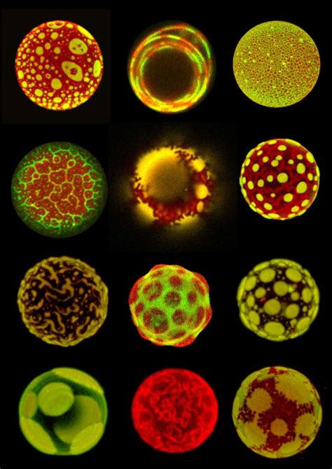 Giant Unilamellar And Multilamellar Vesicles Liposomes Nikon Small World
