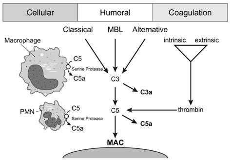 The Established Pathways Of Complement Activation Associated With The Download Scientific