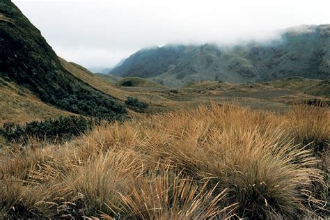 Alpandino Visite La Región Alpina Andes Ecuador