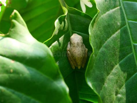 Common Tree Frog Breeding By The Male Is Hugged On The Female Back Five Frogs Are Mating And