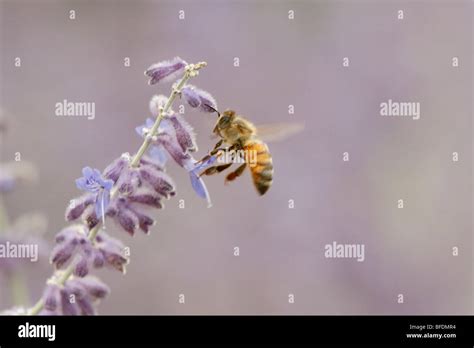 Bee Getting Nectar Hi Res Stock Photography And Images Alamy