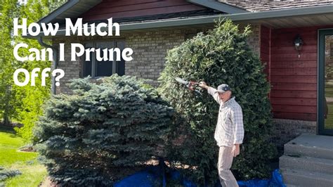 Pruning A Techny Arborvitae And Colorado Globe Spruce Youtube