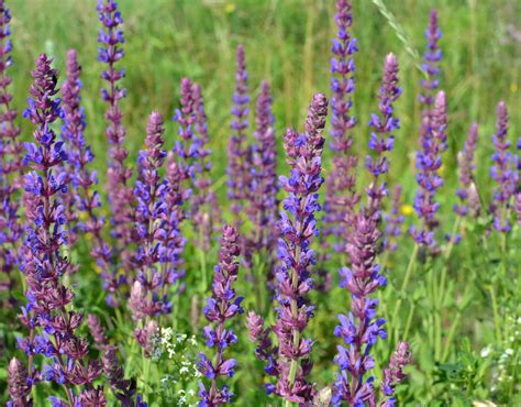 Catmint Vs Salvia What Are Their Differences A Z Animals