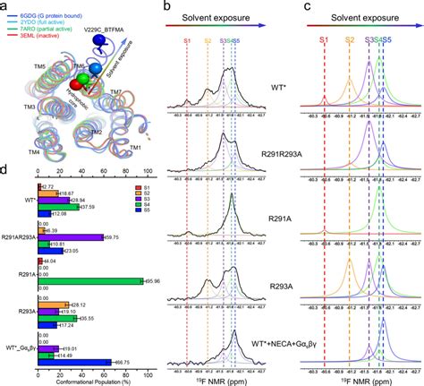 Nat Commun︱美国usf叶立斌团队使用19f定量核磁共振分离聚集中间态并揭示了微开关控制gpcr构象变构过程 知乎