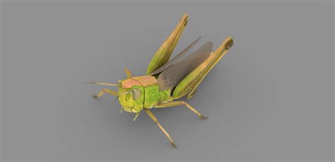 3d Grasshopper Model Turbosquid 2078170