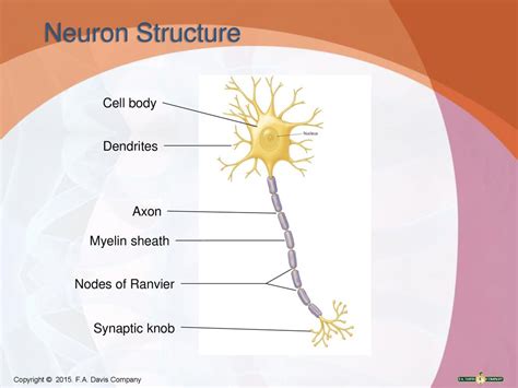 Chapter 10 Nervous System Ppt Download