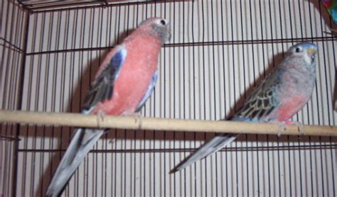 The Splendid Bourke Bird Blog Question On Egg Laying More On Recognizing Sex Of Birds