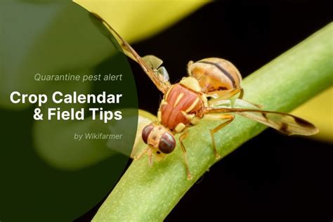 Bactrocera Zonata Urgent Alert For Greek Farmers And The Wider