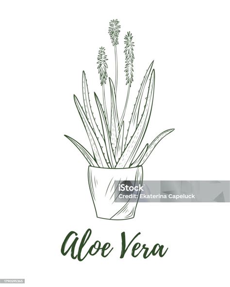 벡터 알로에 베라 식물 그림입니다 흰색 배경에 분리된 흑백 선 0명에 대한 스톡 벡터 아트 및 기타 이미지 0명 건강관리와 의술 공장 산업 건물 Istock