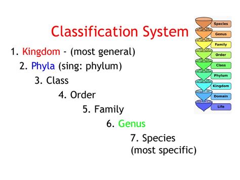 Classification Of Life Ppt Download