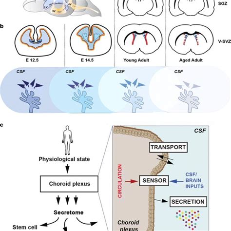 The Choroid Plexus Regulates Neural Stem Cells And Brain Function A Download Scientific