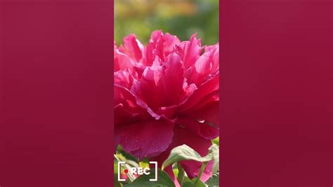 아름다운 추억은 우리 마음속에 영원히 Youtube