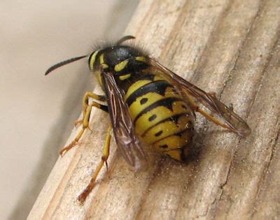 Ants Bees And Wasps In Colorado