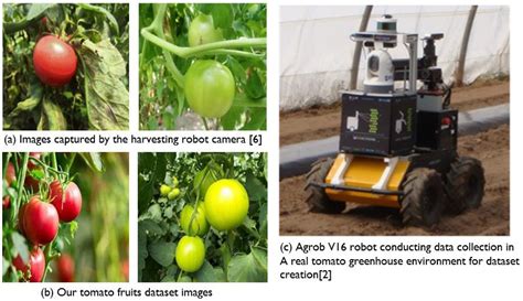Performance Comparison Of Cherry Tomato Ripeness Detection Using Multiple Yolo Models