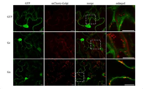 Intracellular Localization Of Free Gfp And Cacv Gc And Gn