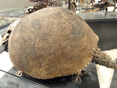 Glyptodon The Armored Ancestor Of The Armadillo Discoverwildscience