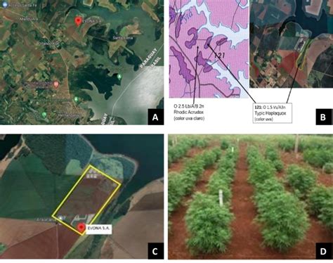 sampling site of hemp plantation a georeferenced sampling points
