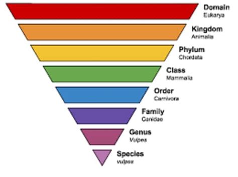Classification Of Living Things Guided Fill In The Blank Notes