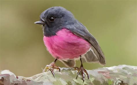 Scarlet Robin Wallpapers