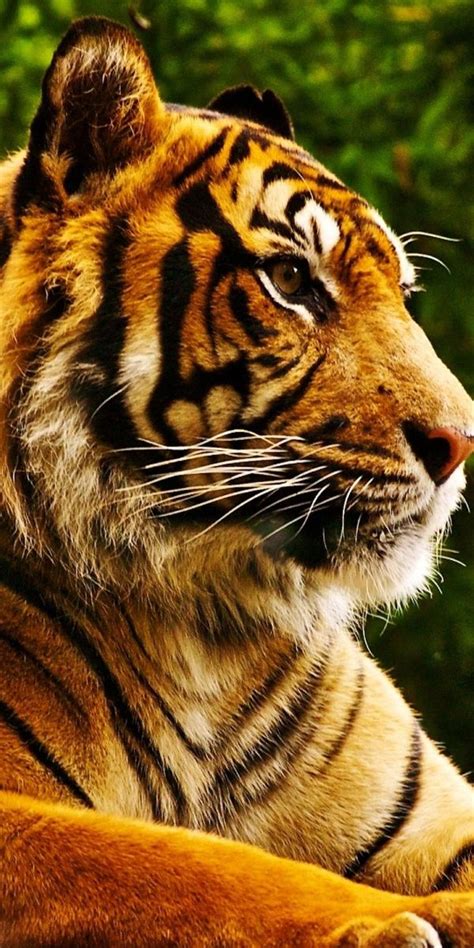 Завантажити шпалери на робочий стіл ПК Коти Тигр Тварина безкоштовно 312414