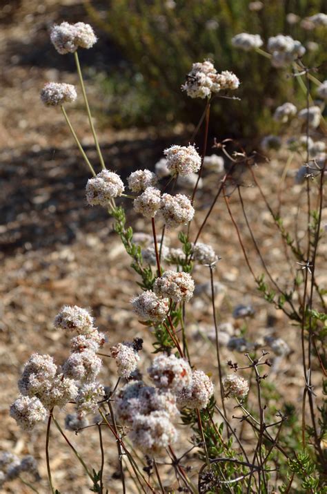 California Buckwheat Spring