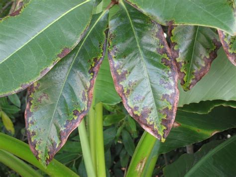 Symptoms Of Boron Toxicity And How To Treat It Haute Life Hub