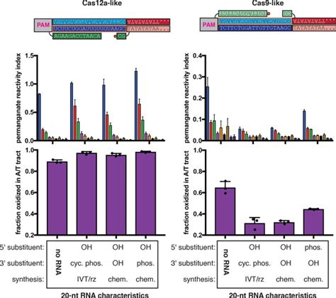 figures and data in crispr cas12a exploits r loop asymmetry to form double strand breaks elife