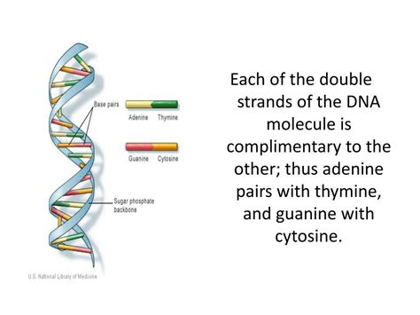PPT Restriction Enzymes PowerPoint Presentation Free Download ID