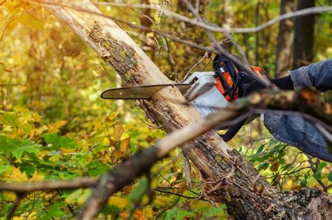 Premium Photo Lumberjack Cuts Down A Lying Tree With A Chainsaw In