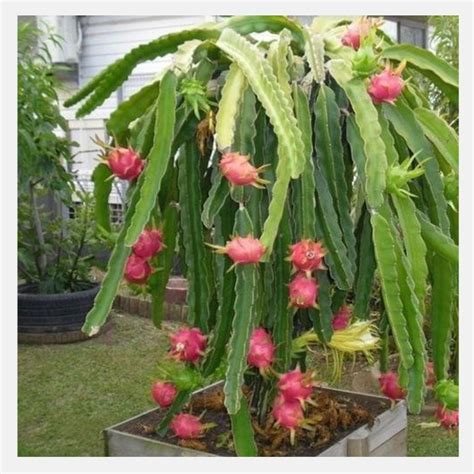 Dragon Fruit Plant
